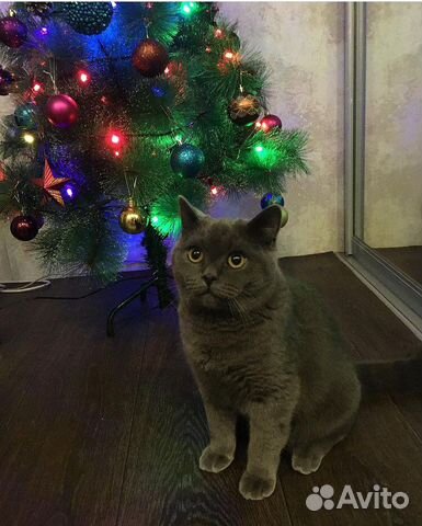 Кот метис шотландец