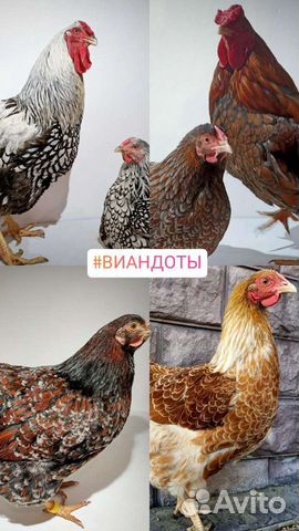 Виандот