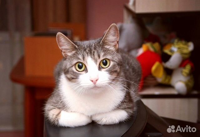 Кошечка - аристократка