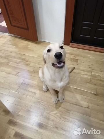 Отдам в добрые руки очень хорошего лабрадора. В св