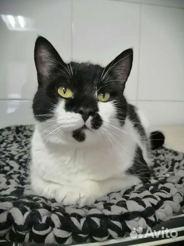 Котик Черчилль