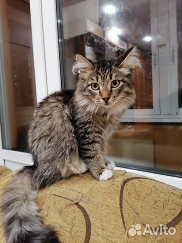 Котёнок девочка бесплатно