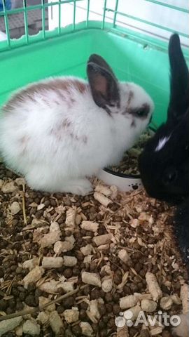 Кролик минор