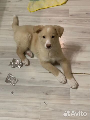 Классный щенок