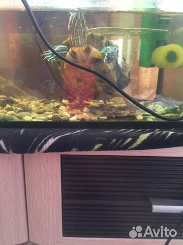 Красноухая черепаха 2 шт бесплатно