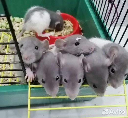 Очень ручные крысята Дамбо