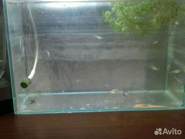 Рыбы гупики