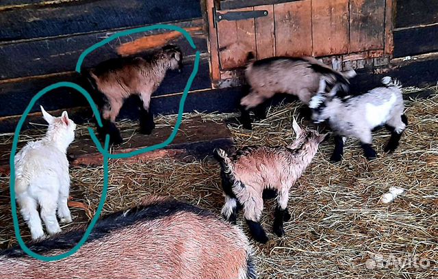Козлята, козёл