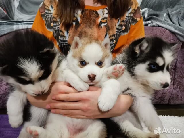 Сибирский хасята