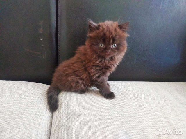 Редкие котята британский цинамон длинношерстные