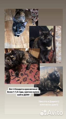 Кошки 1-1.5 года черепаший окрас бесплатно