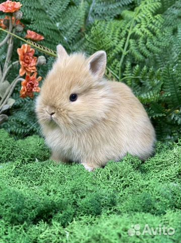 Кролик Львиноголовый Нежность