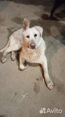 Собака в добрые руки