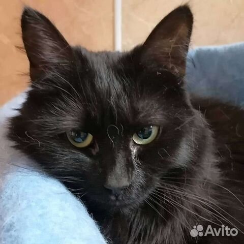 Настрадалась - Кошка Графиня в добрые руки