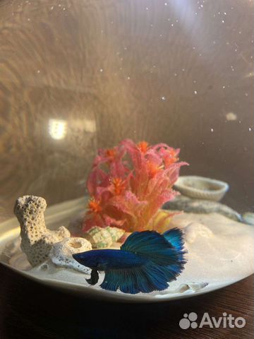 Аквариум + петушок