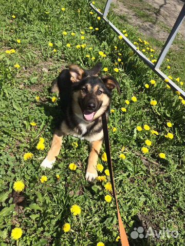 Щенок от стороживой собаки в добрые руки