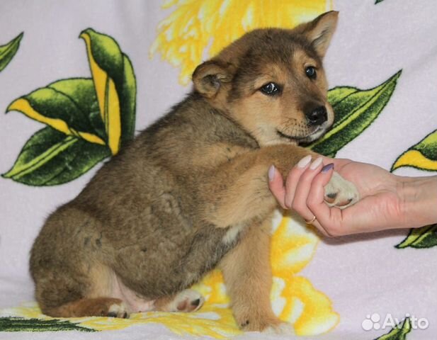 Бутуз Макс, 2,5 месяца, в добрые руки