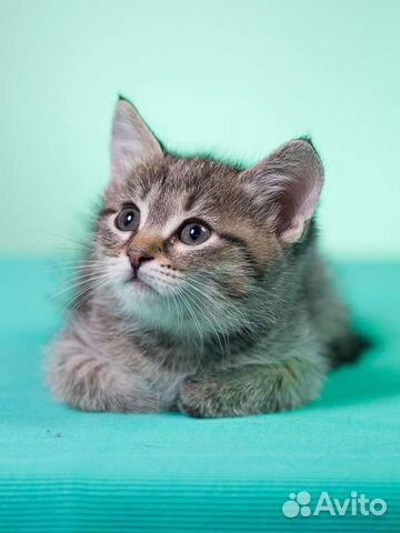 Котенок Тимоша 1,5 мес в дар