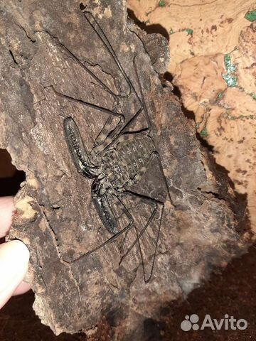 Фрин Damon variegatus