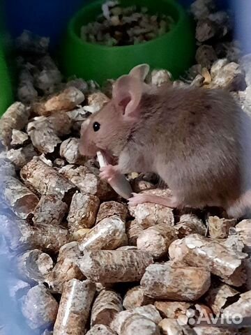 Декоративная мышь