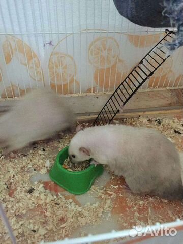 Отдам двух крысок