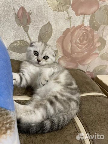 Шотландский изумительный вислоухий котенок
