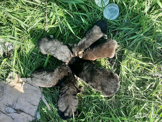 Бездомные щенята