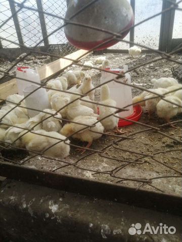 Цыплята бролеры росс 308