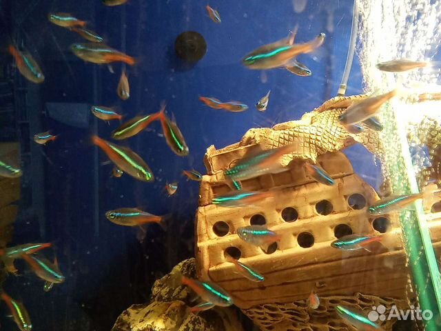 Неон голубой