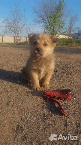 Дюймовочка