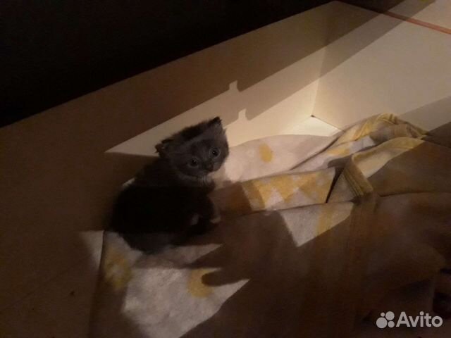 Котенок