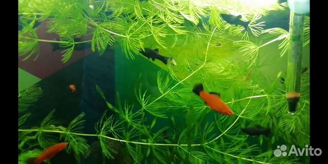 Мальки моллинезии, меченосца