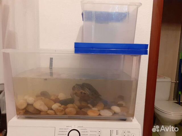 Красноухая черепаха с аквариумом