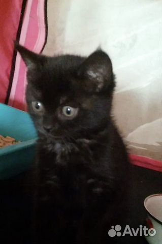 Крошка котенок Бусинка 2,5 месяца в дар