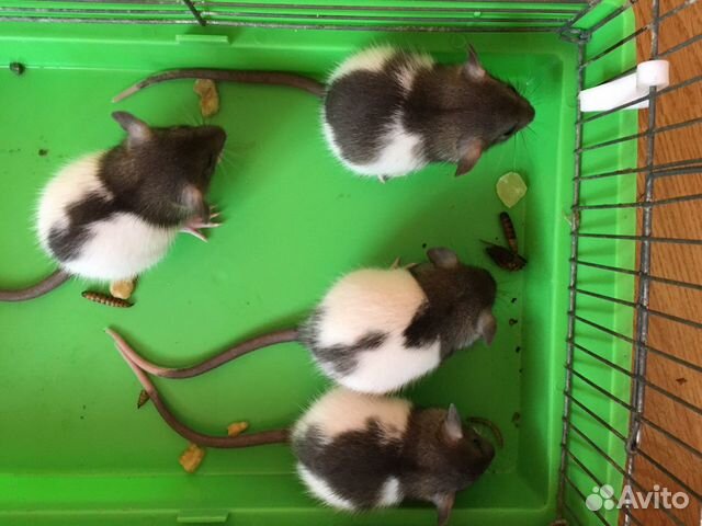 Крысята дамбо