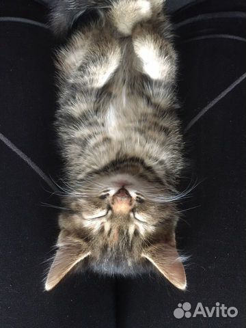 Кошечка полу-британка