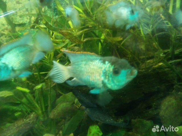 Нанокара, Данио розовый, Сержики, Меченосцы