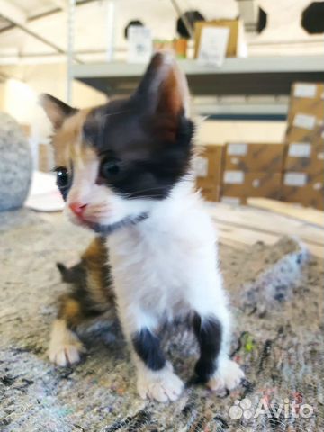 Котята в добрые руки бесплатно
