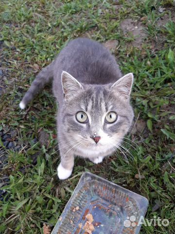 Ищет дом дымочек