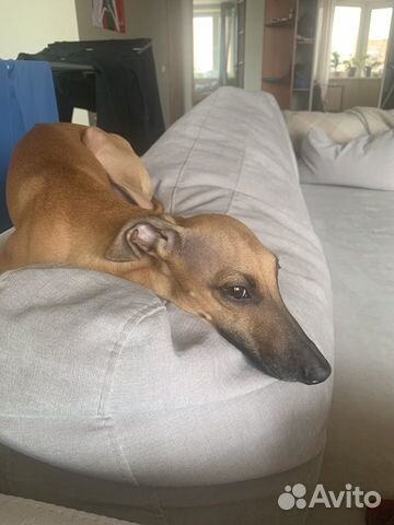 Вязка леврет