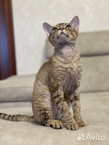 Кот Девон-рекс