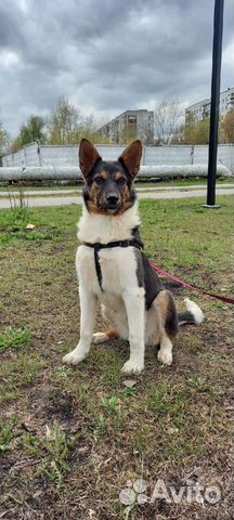 Собака Лесси, 7.5 мес, девочка