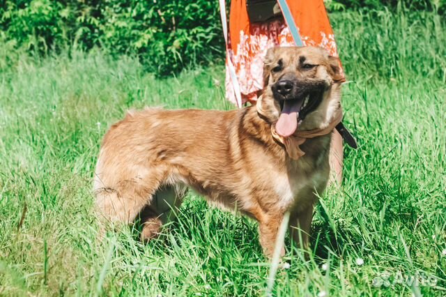 Подари собаке дом