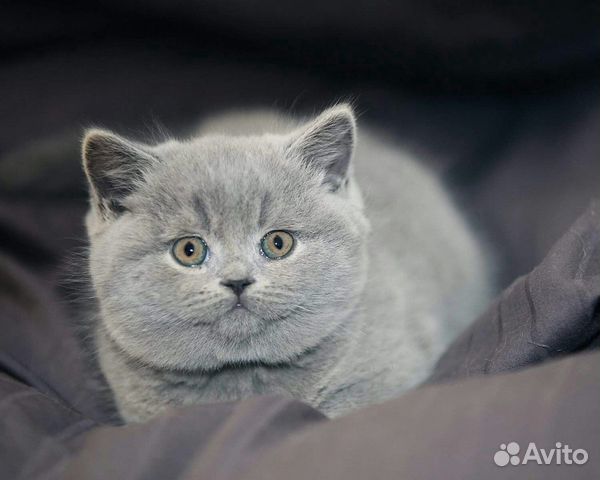 Шикарные британские котята