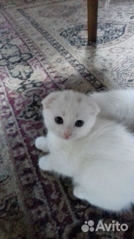 Отдадим котят от Турецкой Ангоры в хорошие руки-бе