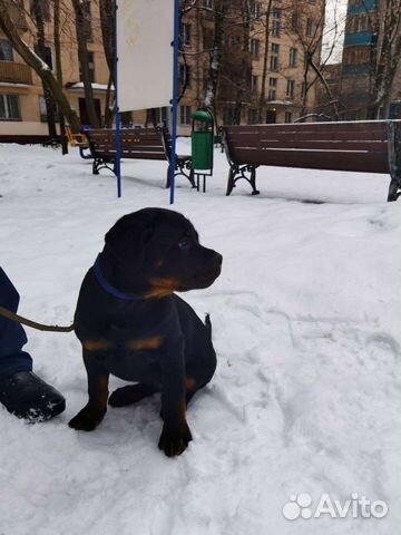 Ротвейлер