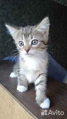 Дымчатый мальчик полосатая девочка 2 мес ищут дома