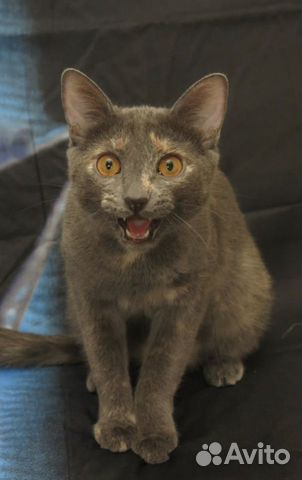 Забавная кошечка Клео 11 месяцев в добрые руки