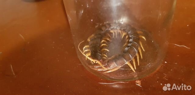 Сколопендра крымская