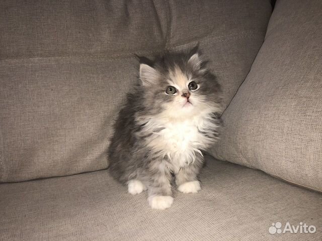 Кошка британская длинношерстная